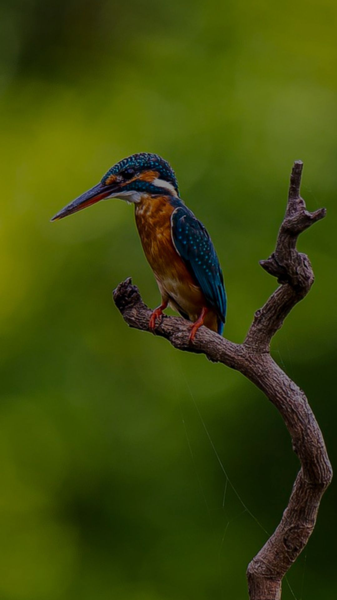 Home - vishalchopraa.in